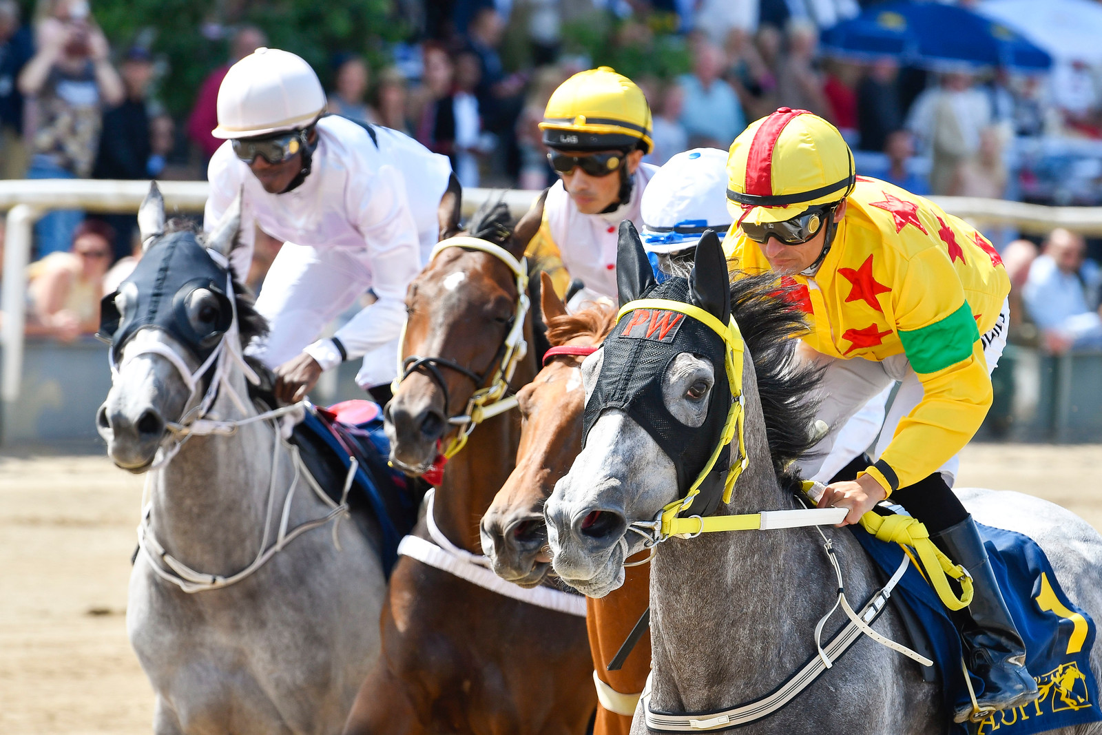 Proffstränarkurs – Hästsportens Folkhögskola